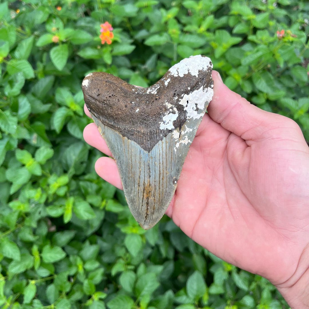 Megalodon Tooth With Natural Coral Growth | 4.90” Real Fossil Shark ...