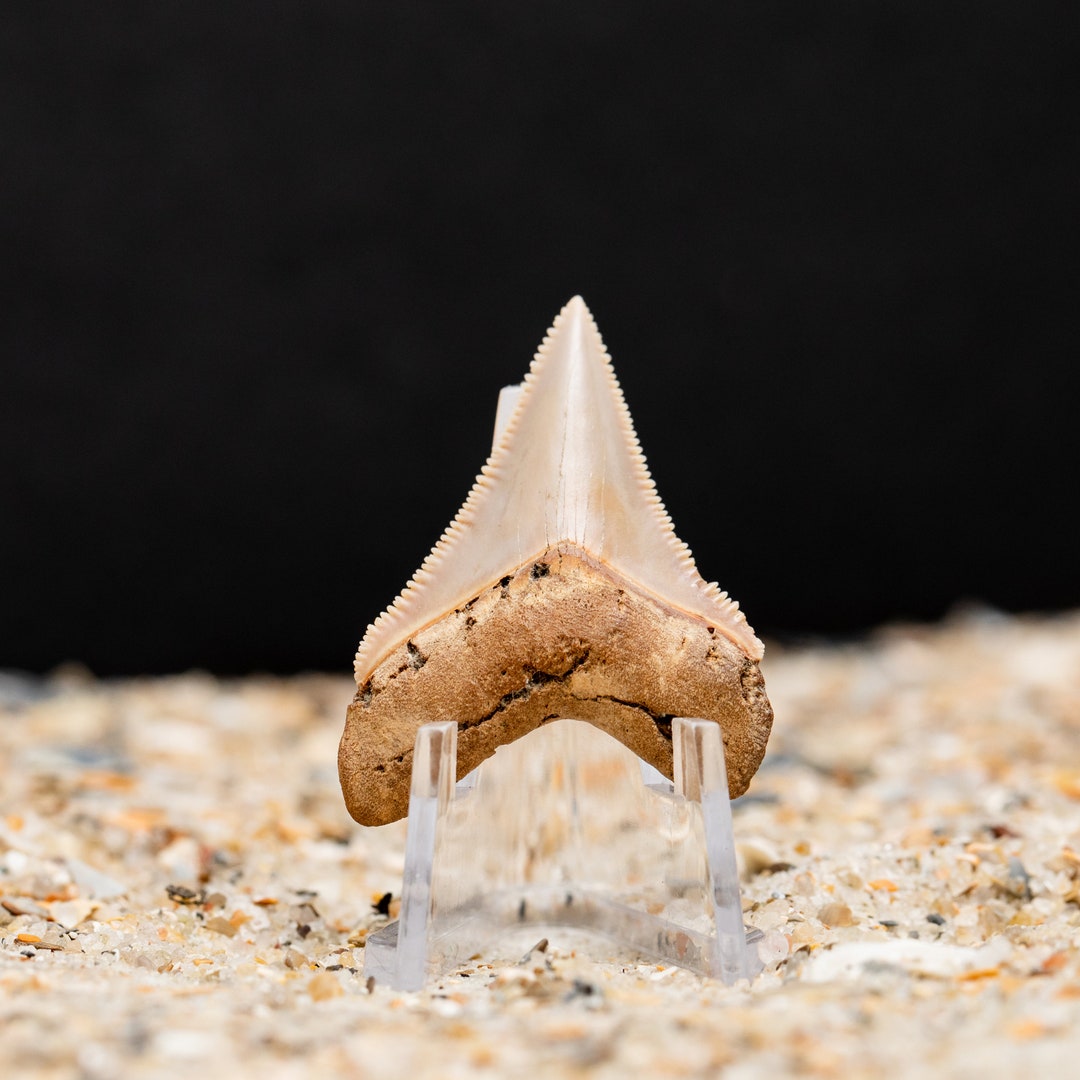 Otodus Chubutensis Shark Tooth | Rare Carolina Fossil | Razor Sharp ...