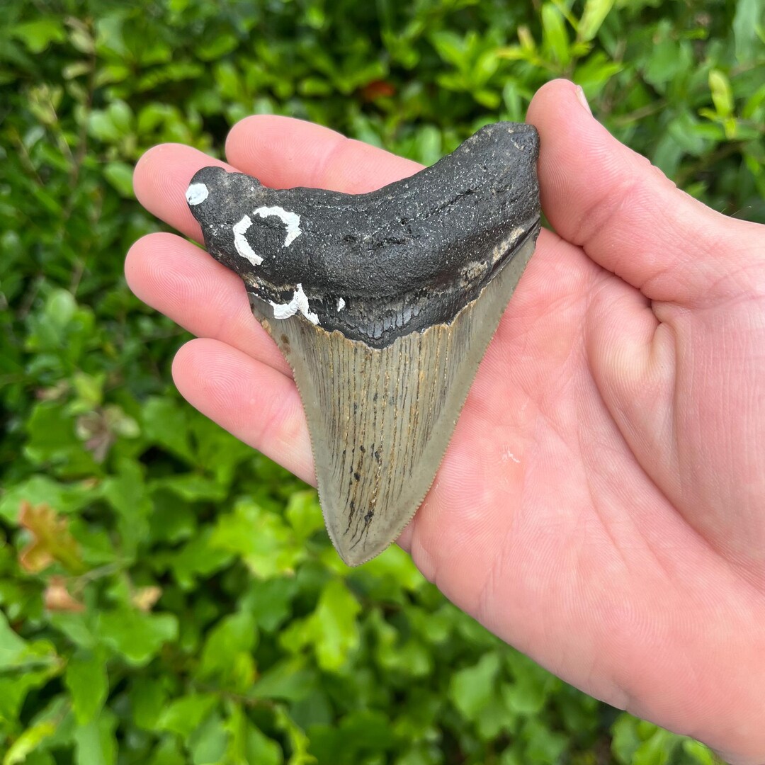 Authentic Megalodon Shark Tooth - All Natural Barnacles & Coral Growth ...