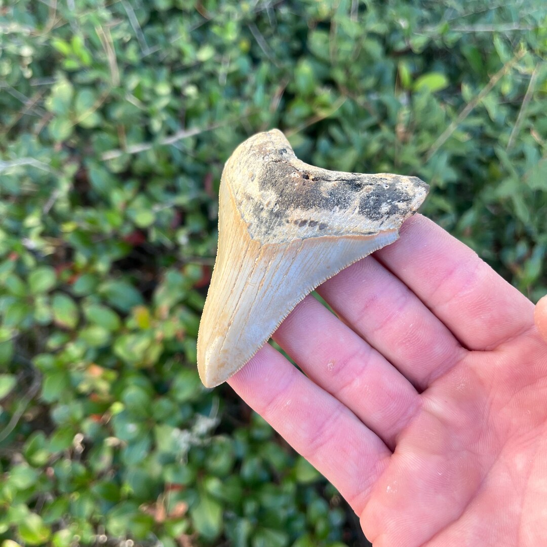 Authentic Megalodon Shark Tooth - All Natural 3.43” Fossil Razor Sharp ...
