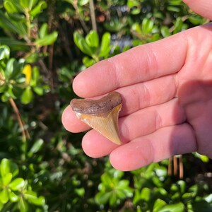 Authentic Chubutensis Shark Tooth | NC Fossil - Etsy