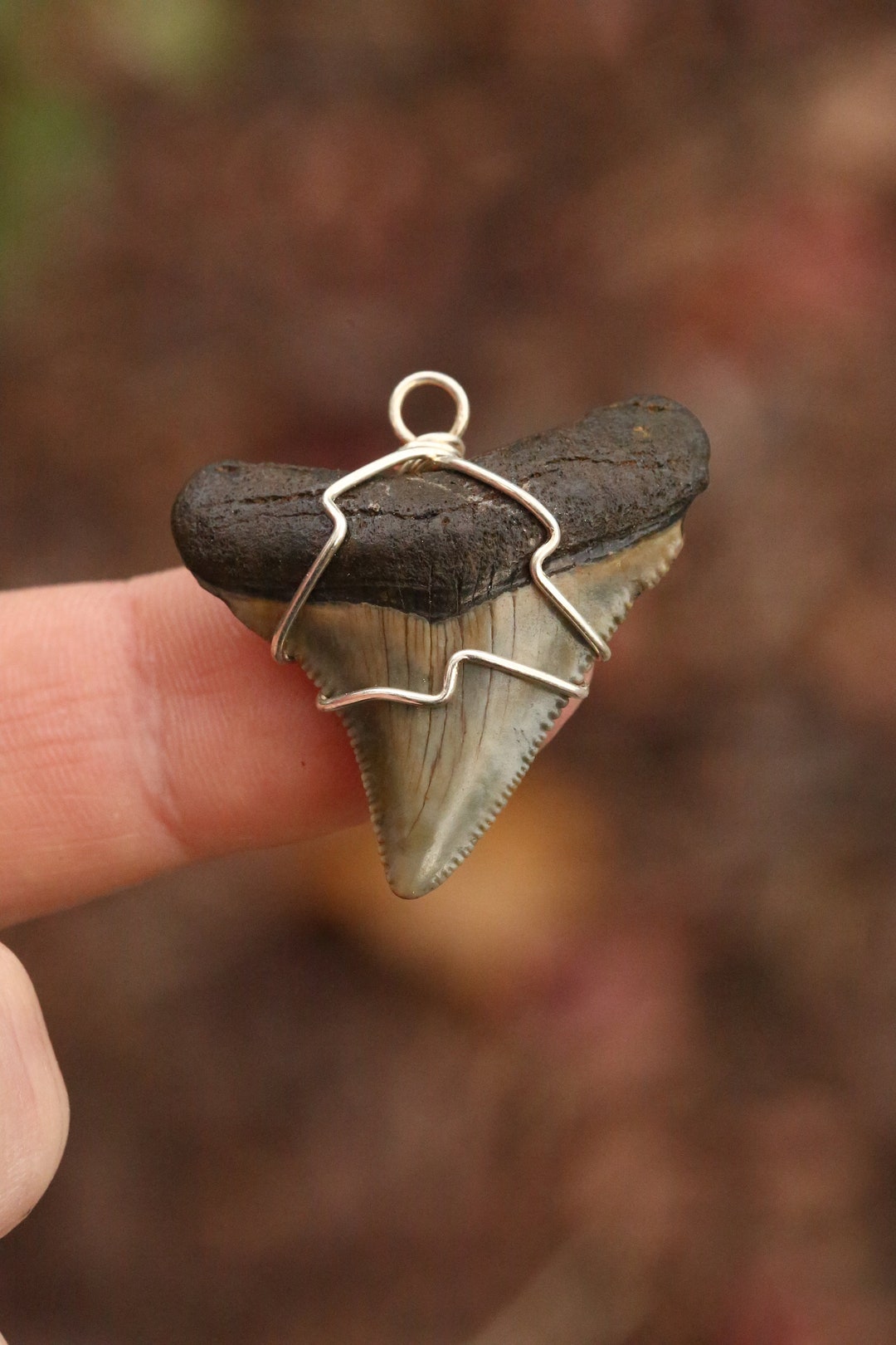 Real Megalodon Shark Tooth Pendant W/ Silver Wave Wrap - Etsy