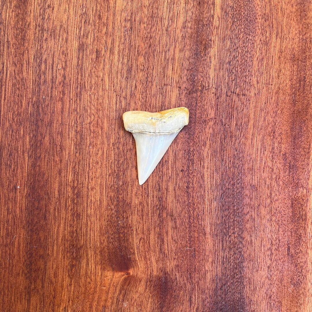 Beautiful Hastalis Aka Extinct White Shark Tooth | 1.9" Authentic ...
