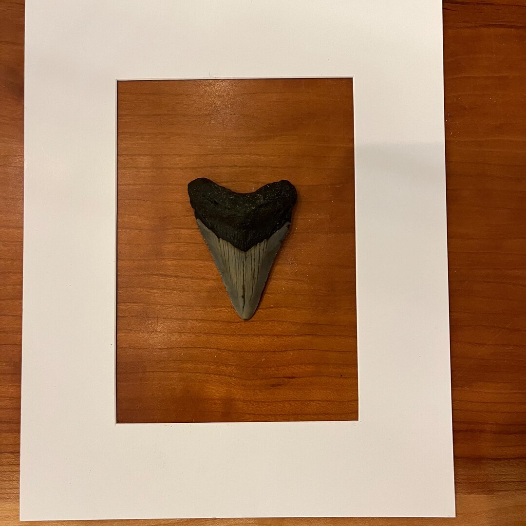 Authentic Megalodon Shark Tooth - Etsy Australia