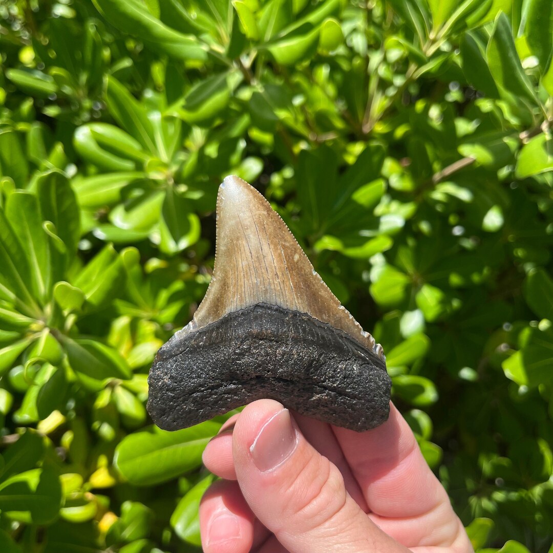 Authentic Chubutensis Shark Tooth | 3.13” X 2.64” NC Fossil - Etsy