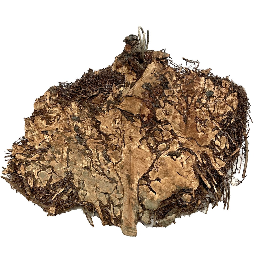 Bay Tree Root Ball Section: Natural Wood Art Sculpture - Etsy