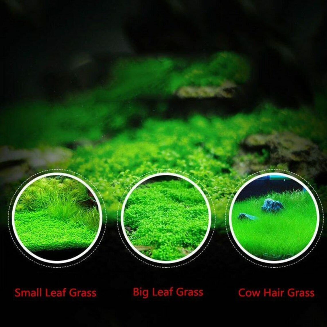 Aquarium Grass Seeds big Cow Hair Grass Aquarium Plant - Etsy
