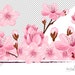 Cherry Blossom Flower Png Graphic Illustration Clip Art Botanical ...