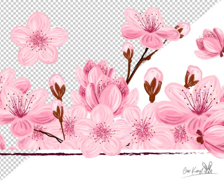 Cherry Blossom Flower Png Graphic Illustration Clip Art Botanical ...