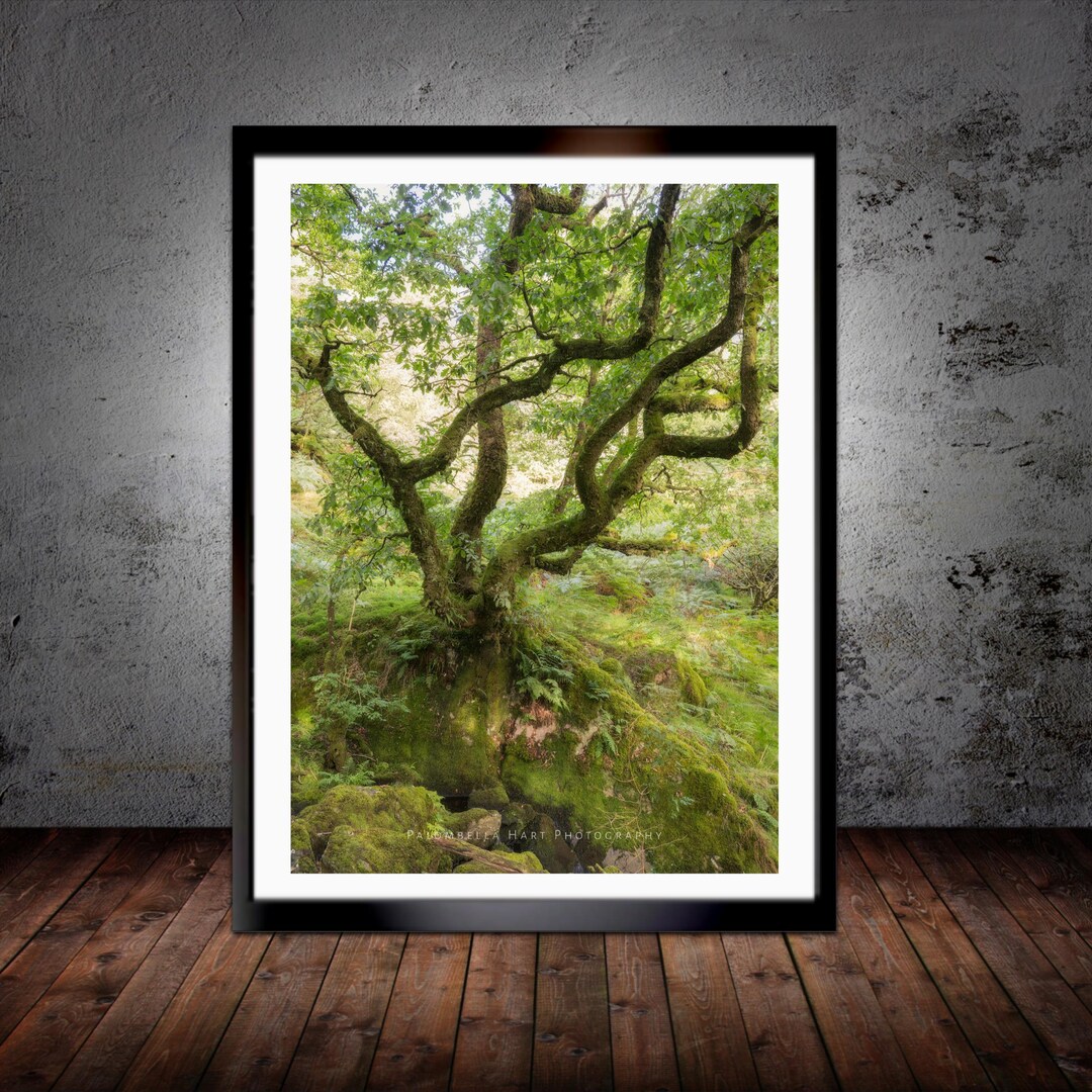 Enchanted Old Oak Tree Photography: North Wales Woodland Art Print ...