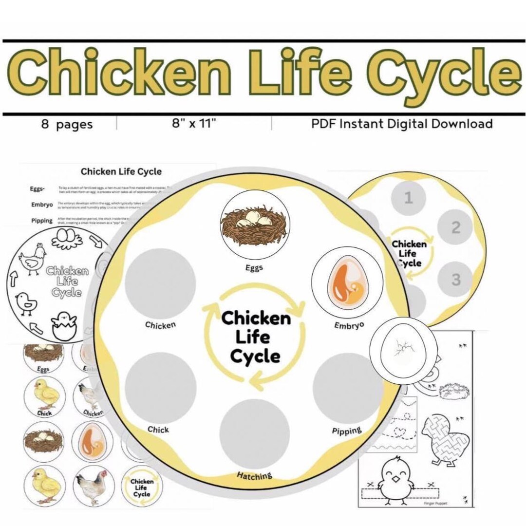 Chicken Life Cycle Activity Digital Download // Sequencing //preschool ...
