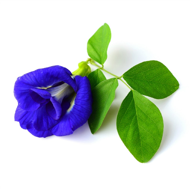 Organic Blue Butterfly Pea Powderbutterfly Pea Flower Powder - Etsy
