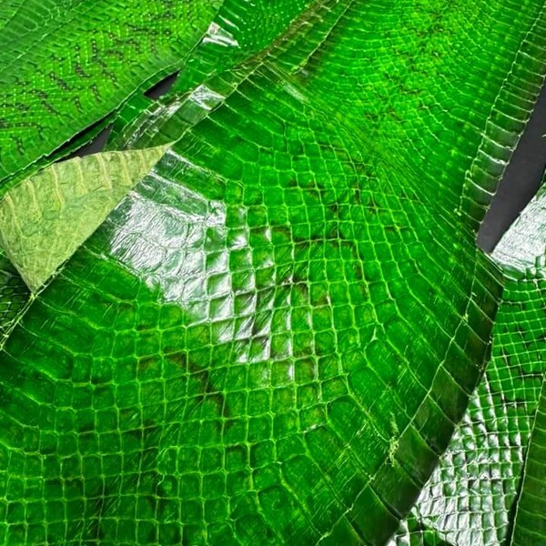 Real Snake Skin - Etsy