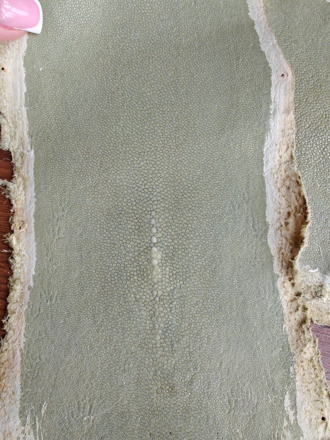 Real Stingray Skin, Italian Genuine Stingray Leather, Exotic Skin, Fish ...