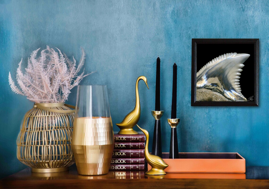 Snaggletooth Shark Tooth - Hemipristis Serra - White Tiger - Velvet Rag ...