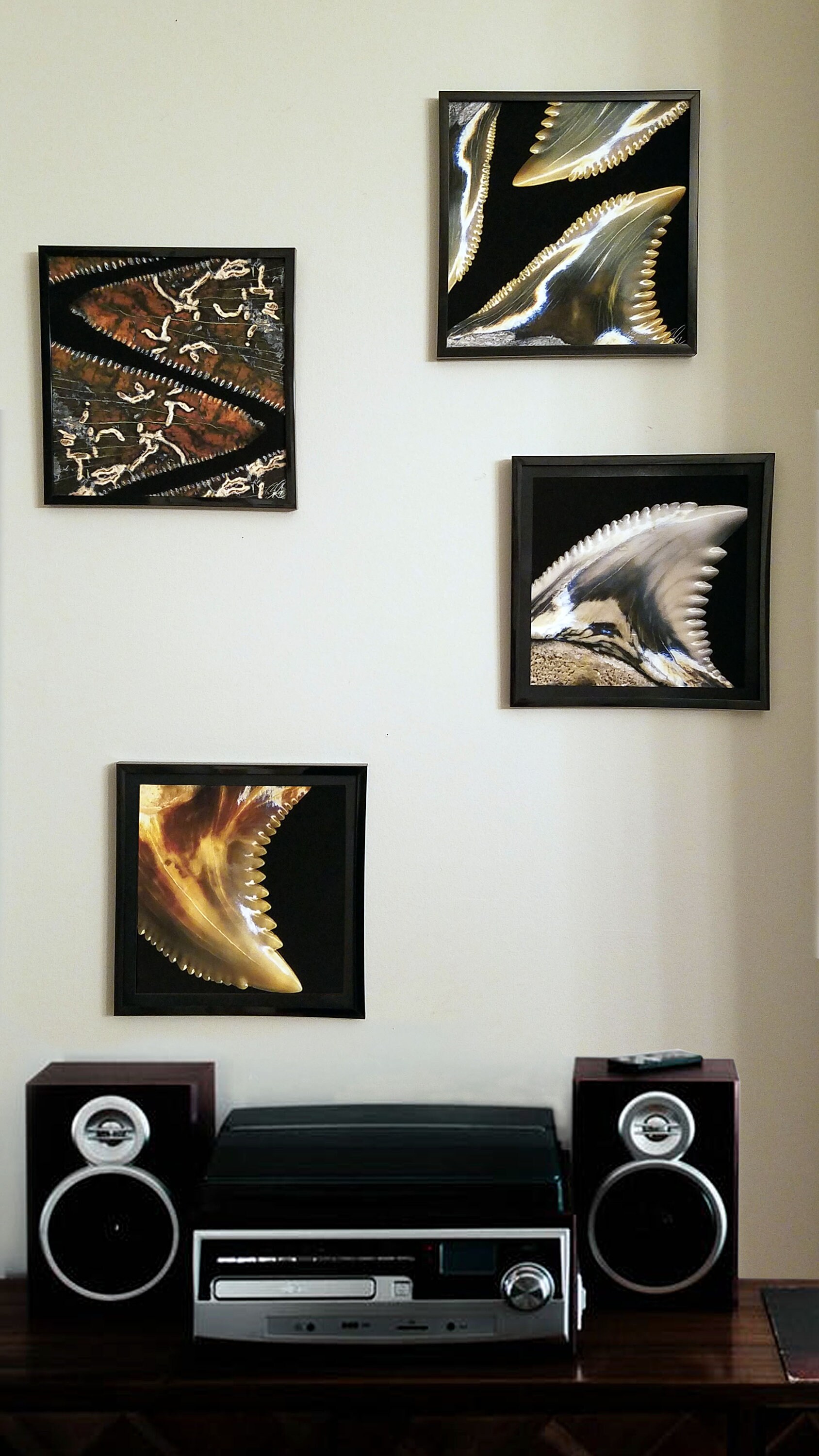 Snaggletooth Shark Tooth - Hemipristis Serra - White Tiger - Velvet Rag ...