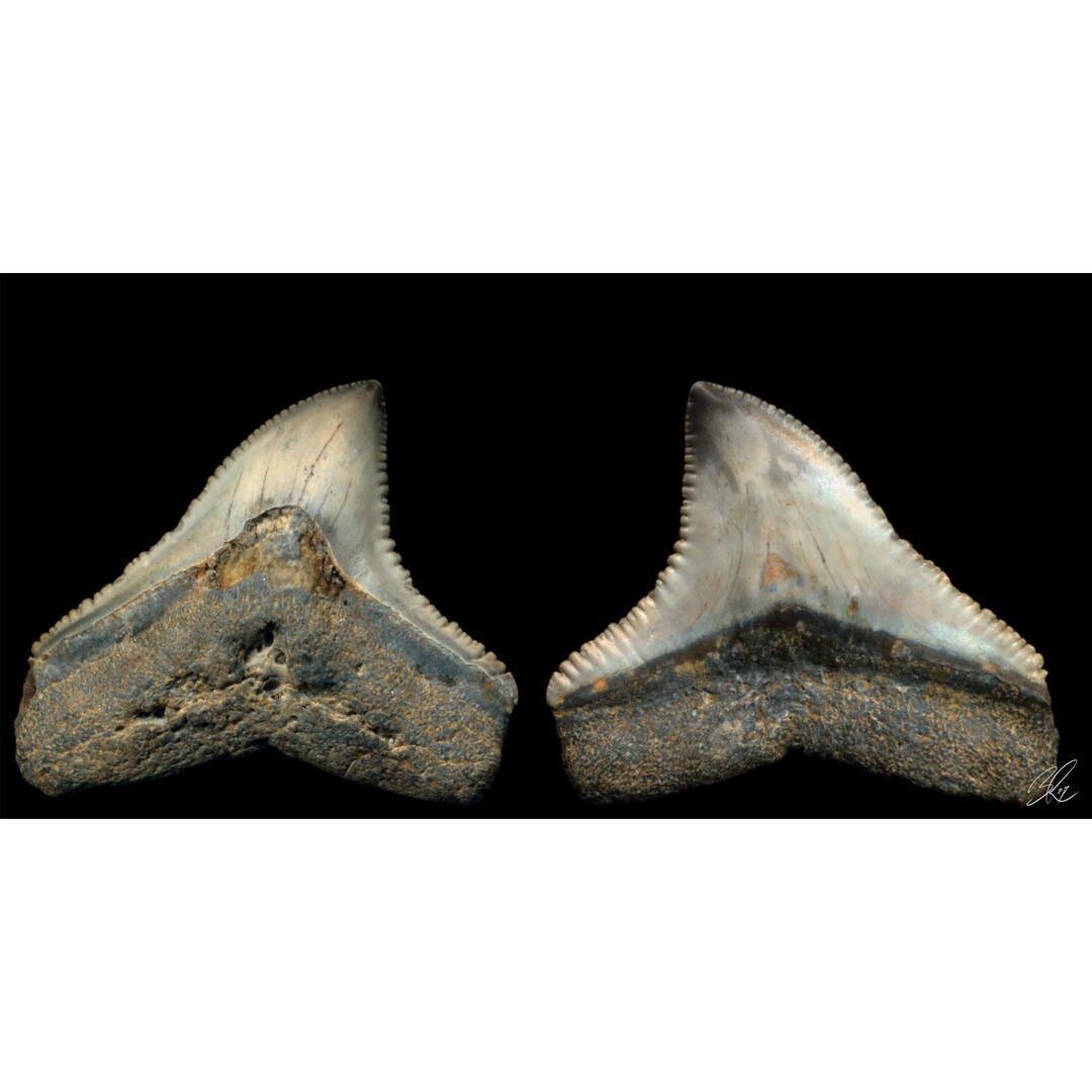 Bull Shark Tooth - Carcharhinus Leucas - Black White - Velvet Rag Paper ...