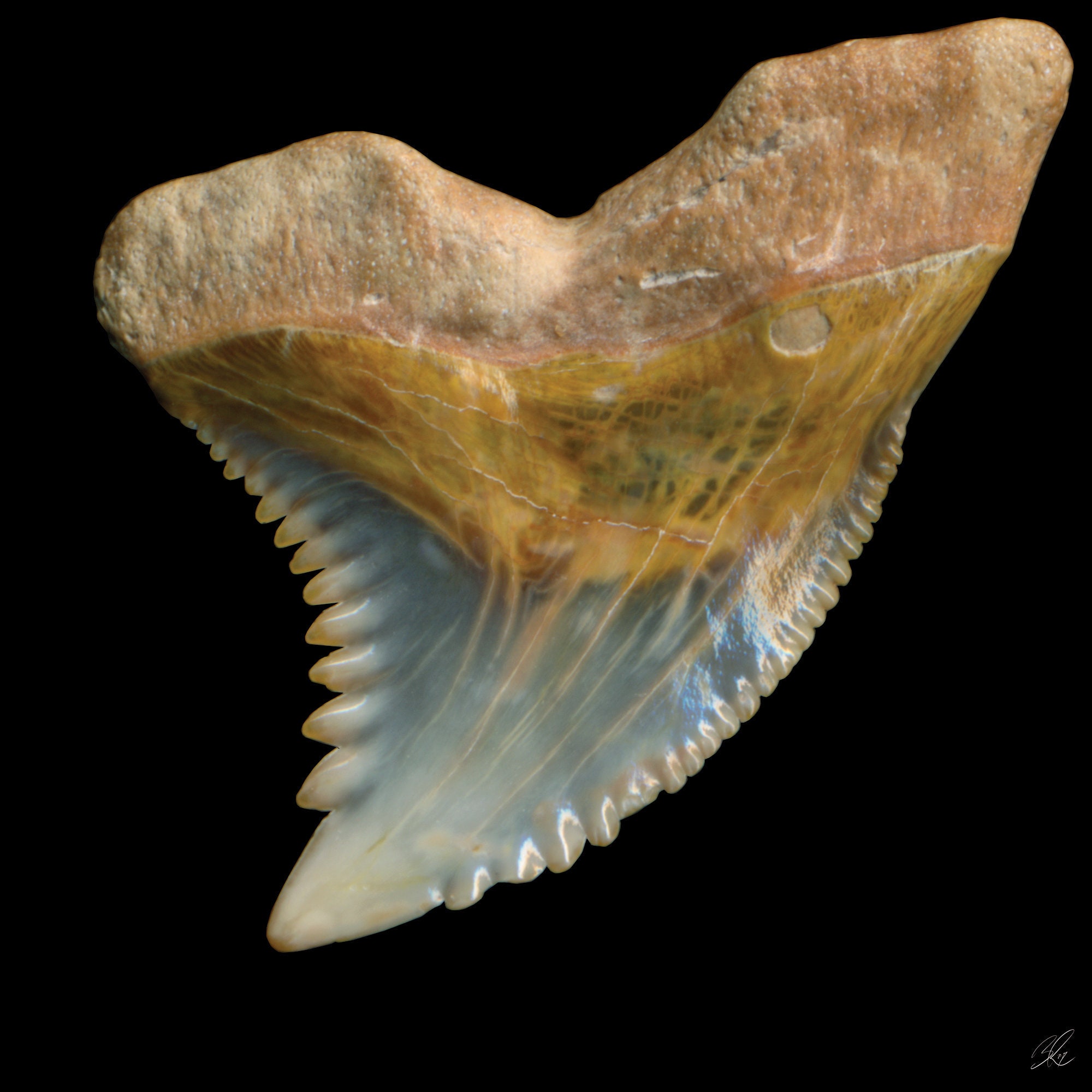 Snaggletooth Shark Tooth - Hemipristis Serra - the Grey - Velvet Rag ...