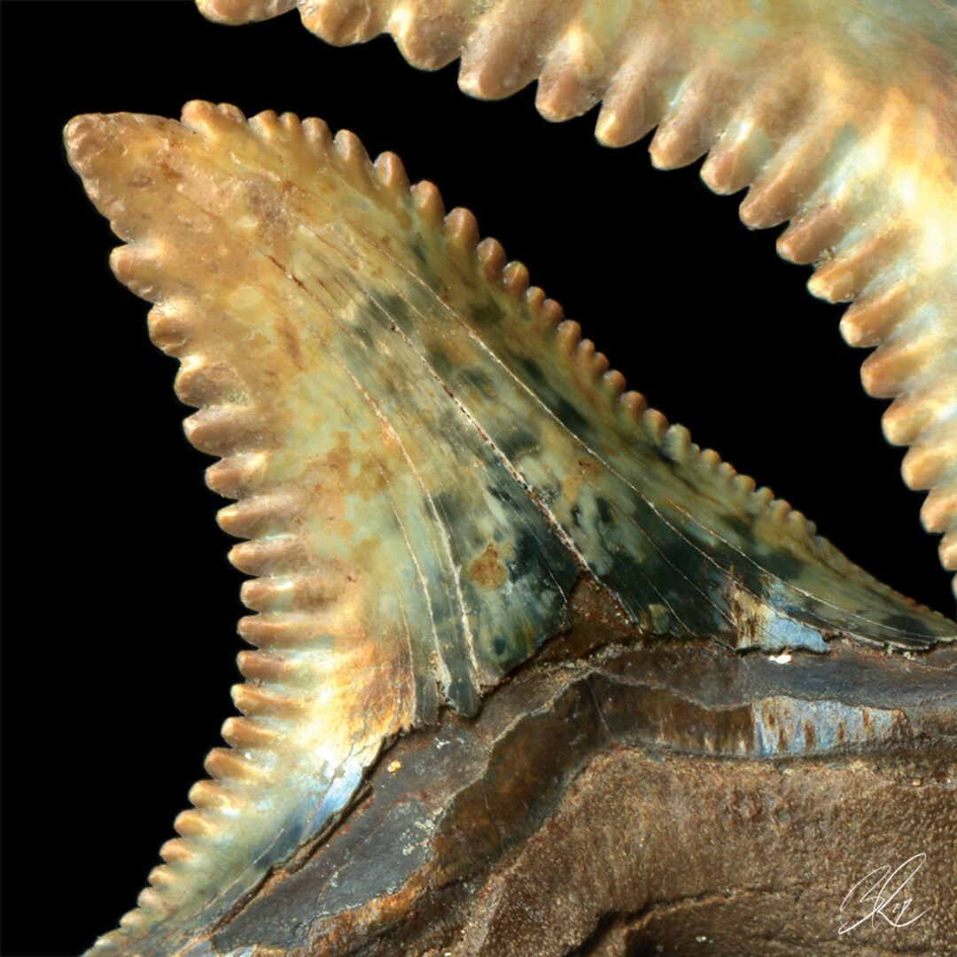 Snaggletooth Shark Tooth - Hemipristis Serra - Bird Egg - Velvet Rag ...