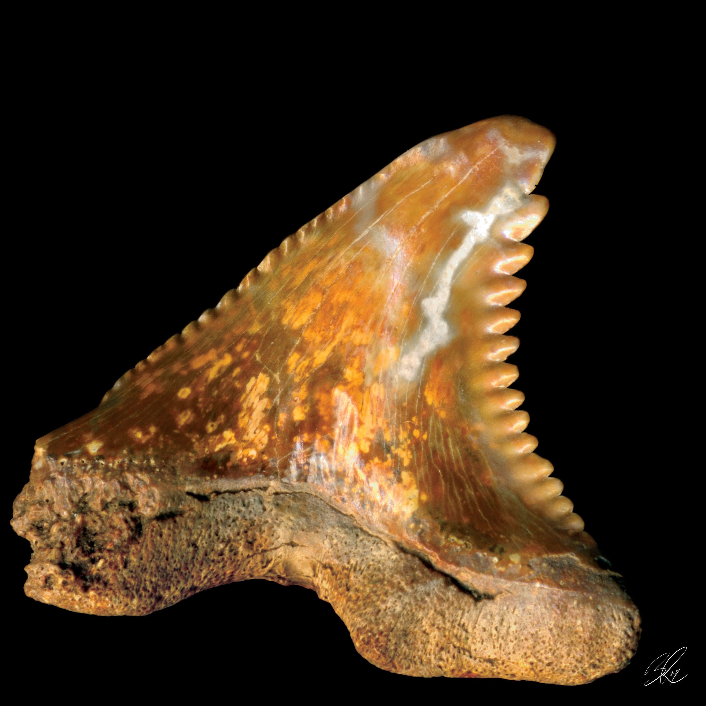 Snaggletooth Shark Tooth - Hemipristis Serra - Raining Fire - Velvet ...