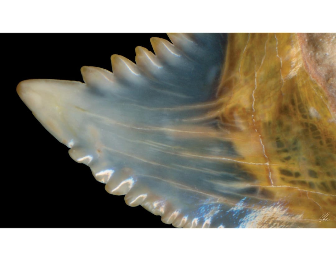 Snaggletooth Shark Tooth - Hemipristis Serra - Grey Lightning - Velvet ...