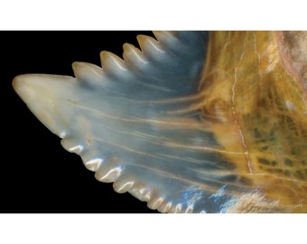 Snaggletooth Shark Tooth - Hemipristis Serra - the Grey - Velvet Rag ...