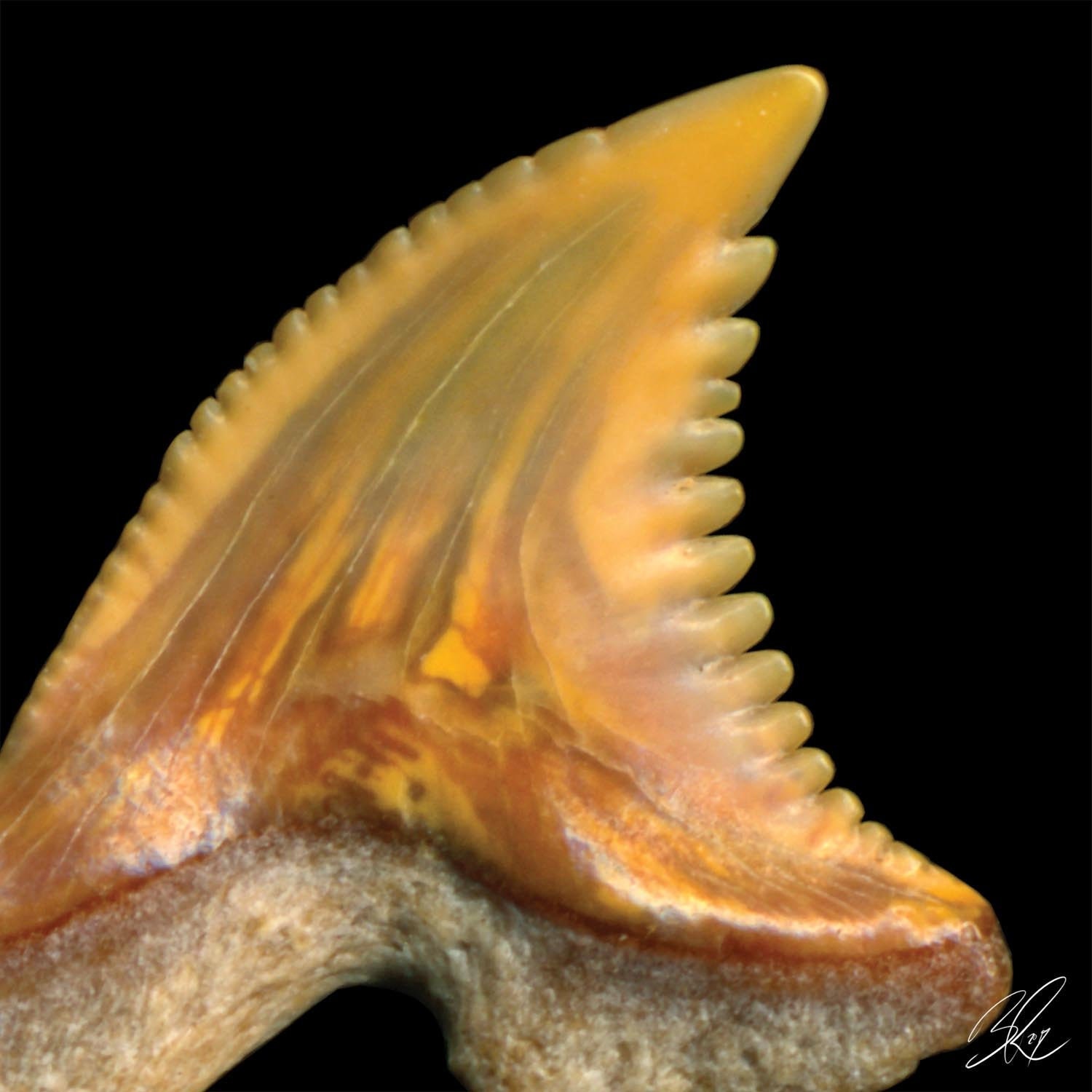 Snaggletooth Shark Tooth - Hemipristis Serra - Yellow Waterfall ...