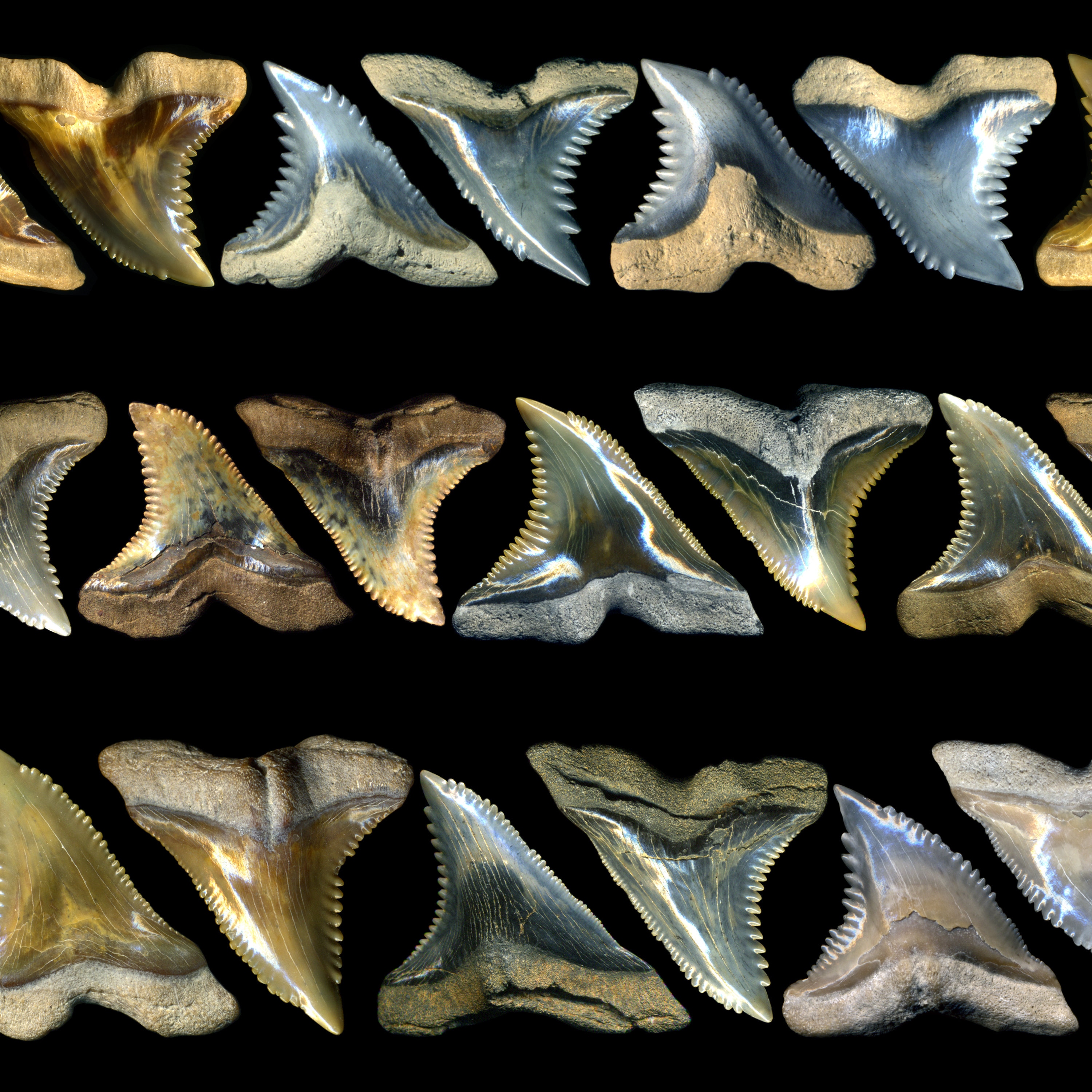 Snaggletooth Shark Tooth - Hemipristis Serra - Jaws Wallpaper - Velvet ...