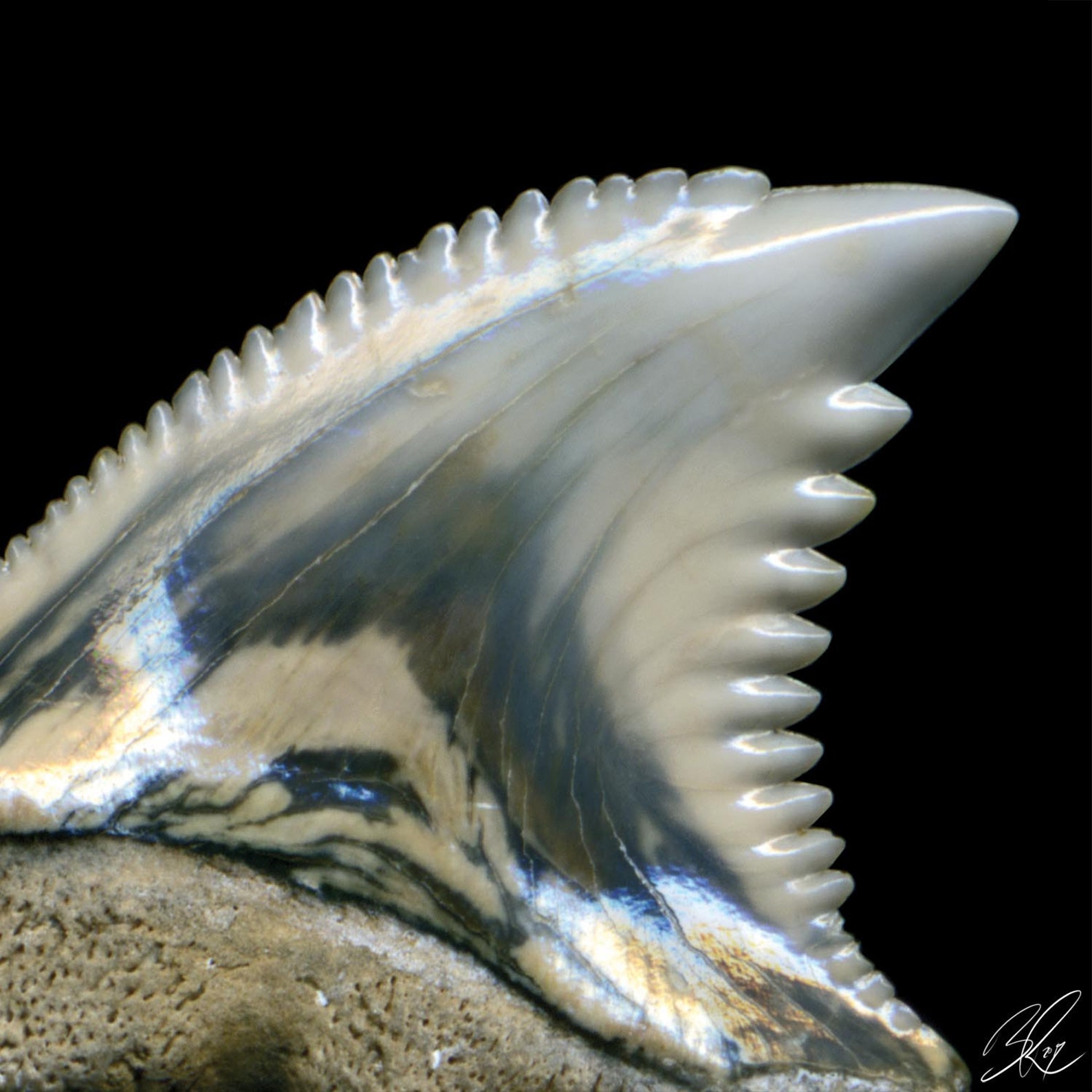 Snaggletooth Shark Tooth - Hemipristis Serra - White Tiger - Velvet Rag ...