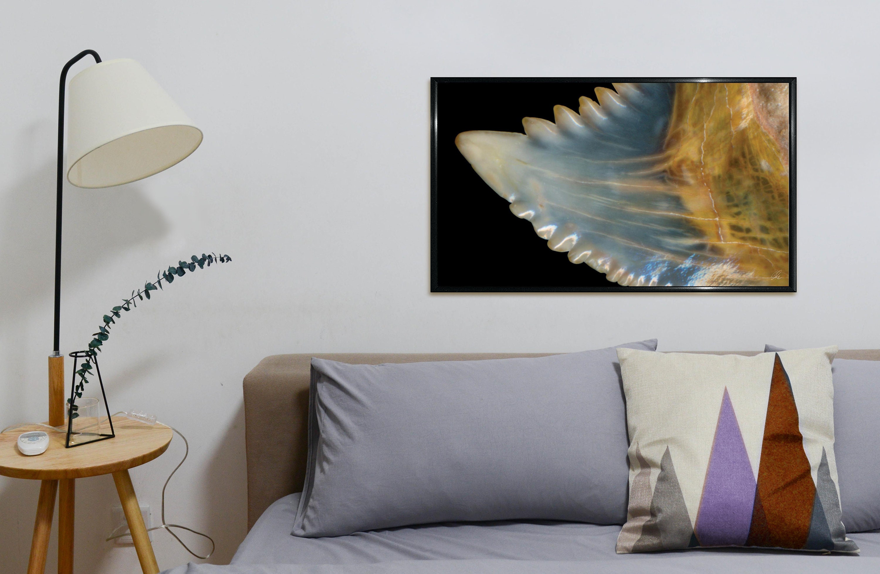Snaggletooth Shark Tooth - Hemipristis Serra - Grey Lightning - Velvet ...