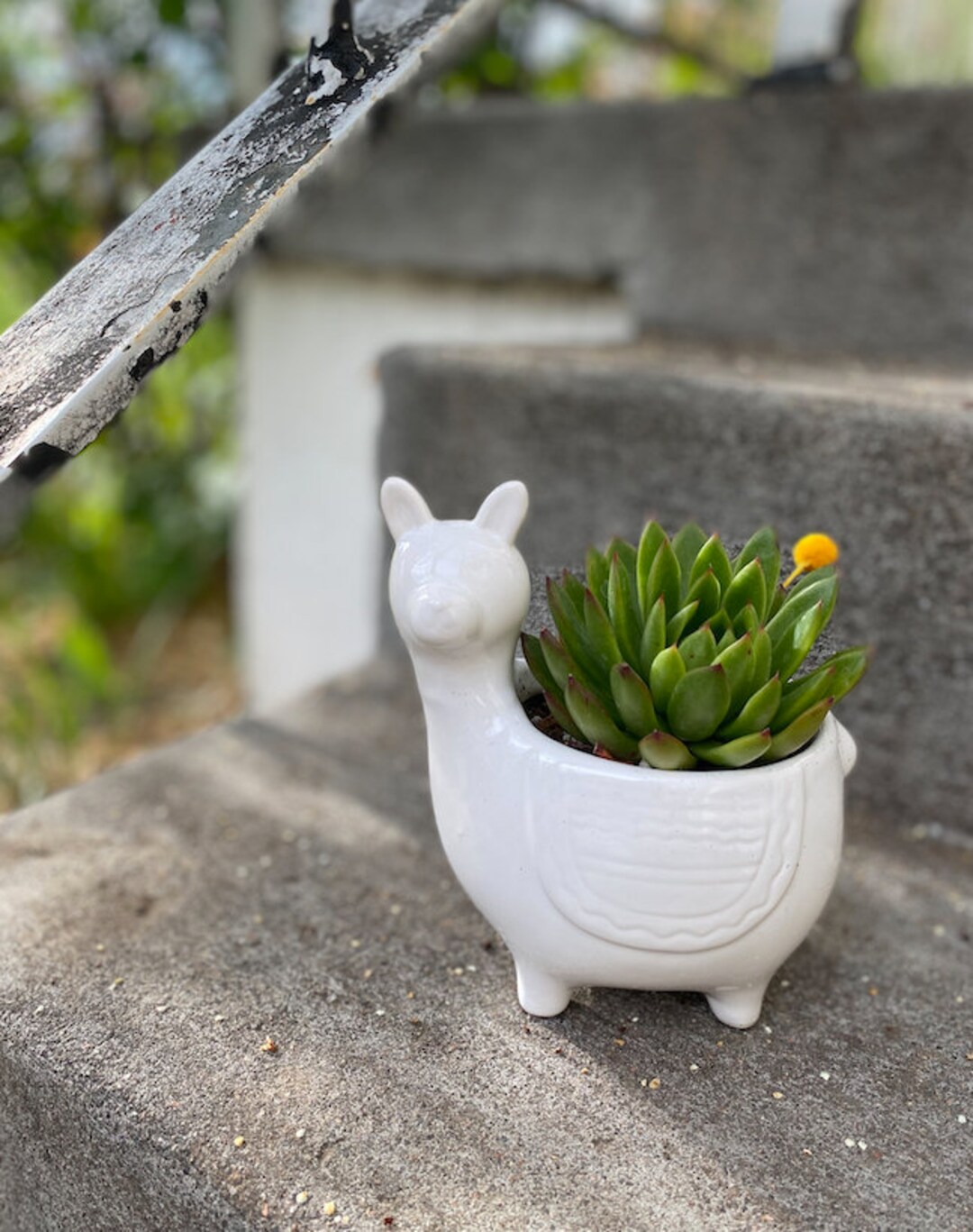Lola the Llama Planter Succulent Houseplant Pot Cute - Etsy