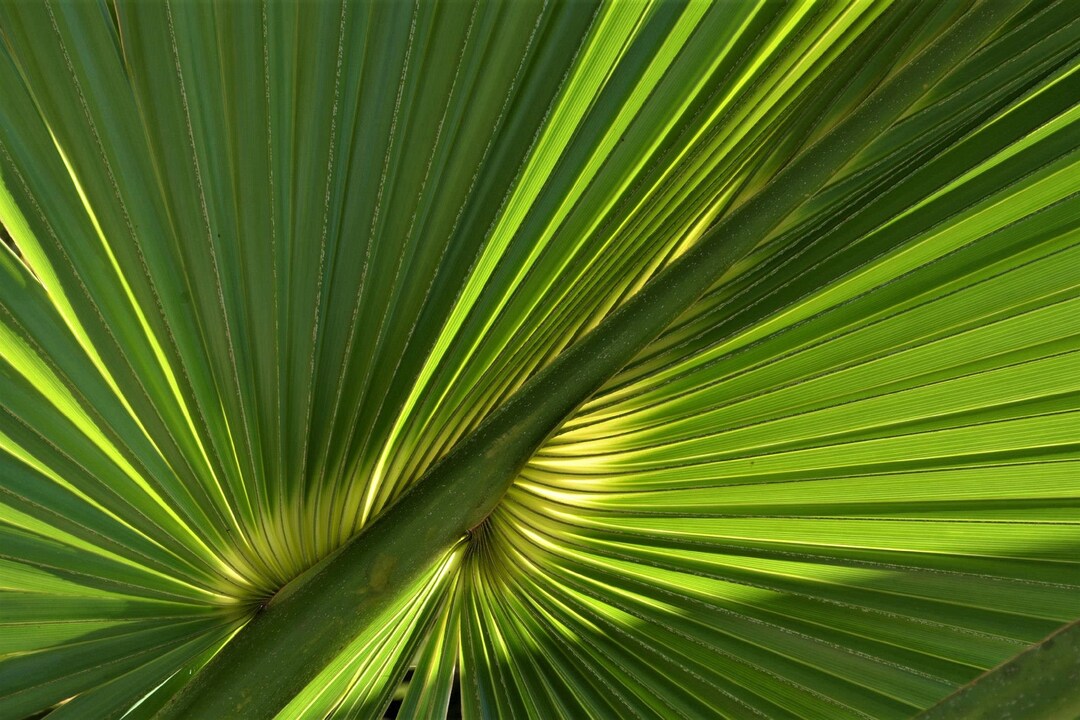 Fanned Green Plant - Full Color: Digital Print Wall Art - Etsy