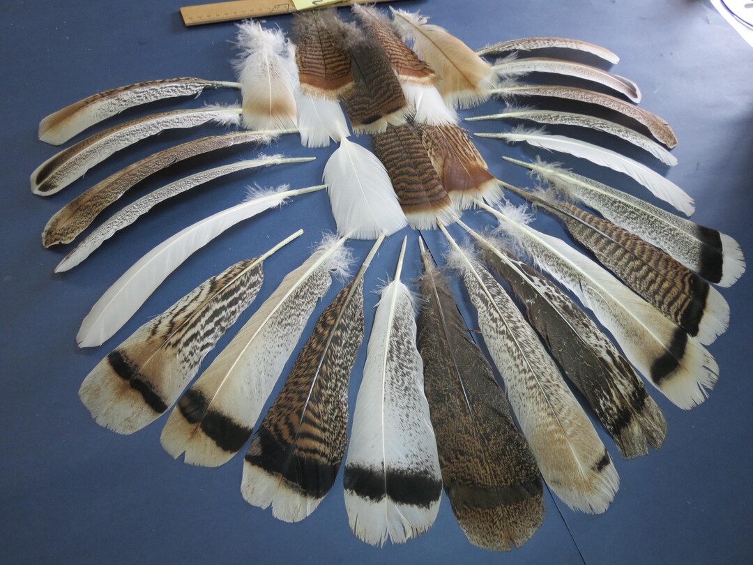 30 Pcs. Assorted Turkey Feathers, Tail Feathers, Wing Feathers, Small ...