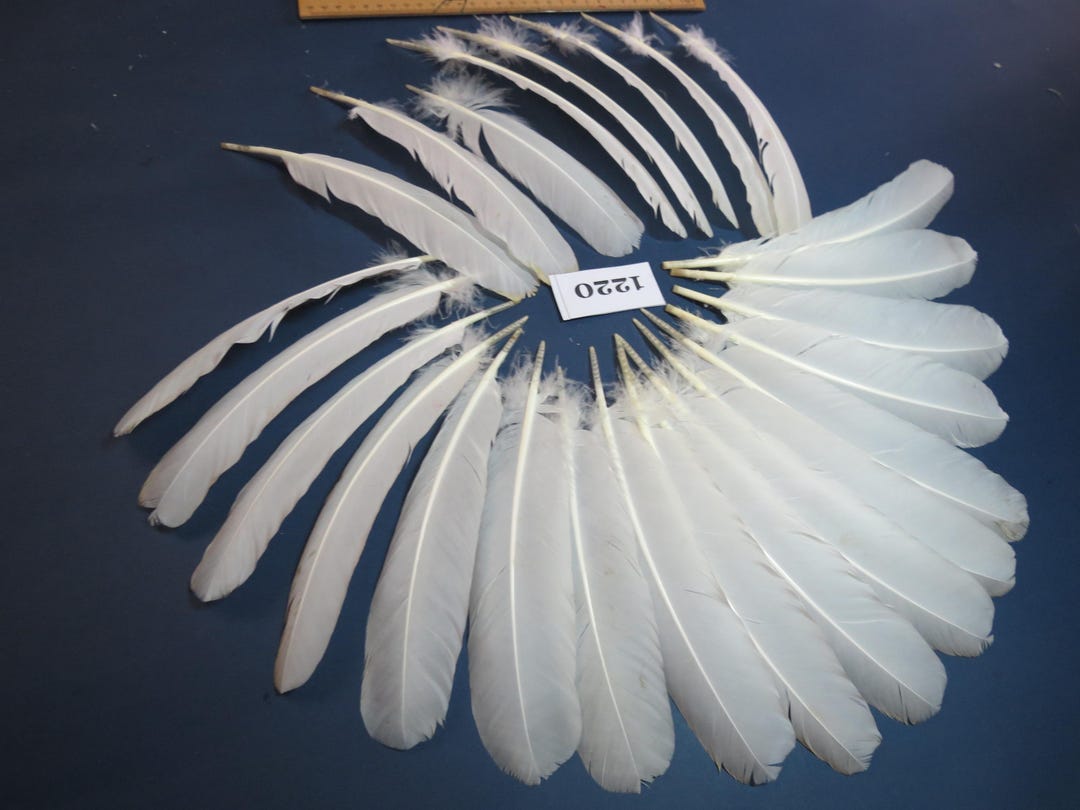 25 Pcs.white Turkey Feathers, Wing Feathers, Native Feathers, Fly Tying ...