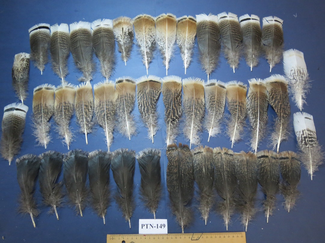 40 Pcs.turkey Feathers,rare Feathers, Natural Feathers,turkey Tail ...