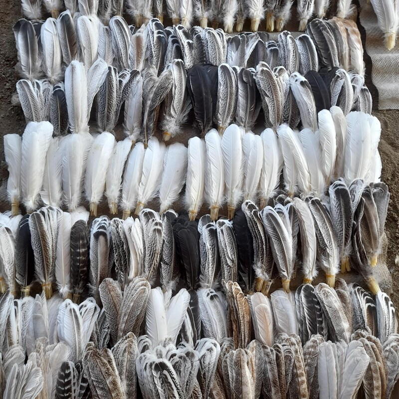 Wild Turkey Feathers - Etsy