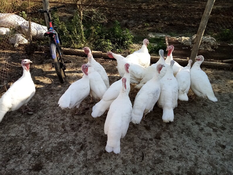 18 Pcs. White Turkey Feathers, Washed Tail Feathers, Natural Feathers ...