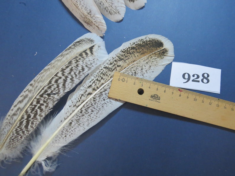 38 Pcs. Turkey Feathers, Wing Feathers, Native Feathers, Fly Tying ...