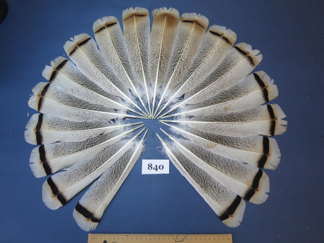 18 Pcs. BIG SIZE Turkey Feathers Tail Feathers Natural - Etsy