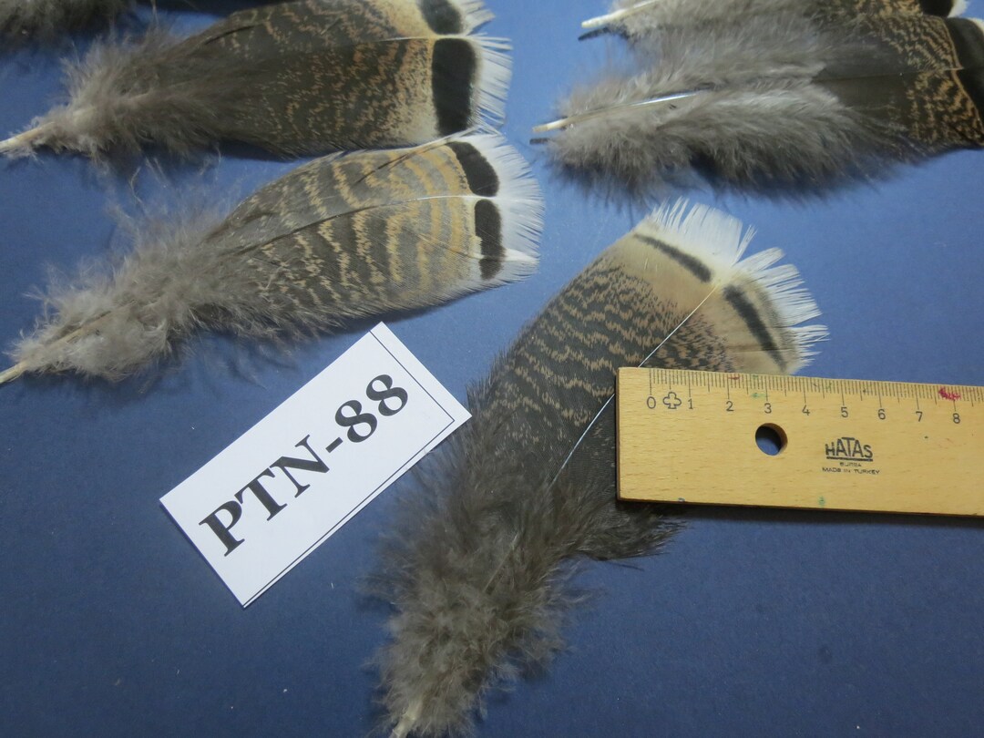 Turkey Feathers, 30 Pcs. Small Feathers,tail Feathers,fly Tying ...