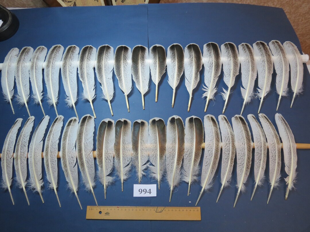 36 Pcs. Natural Turkey Feathers, Wing Feathers, Native Feathers ...