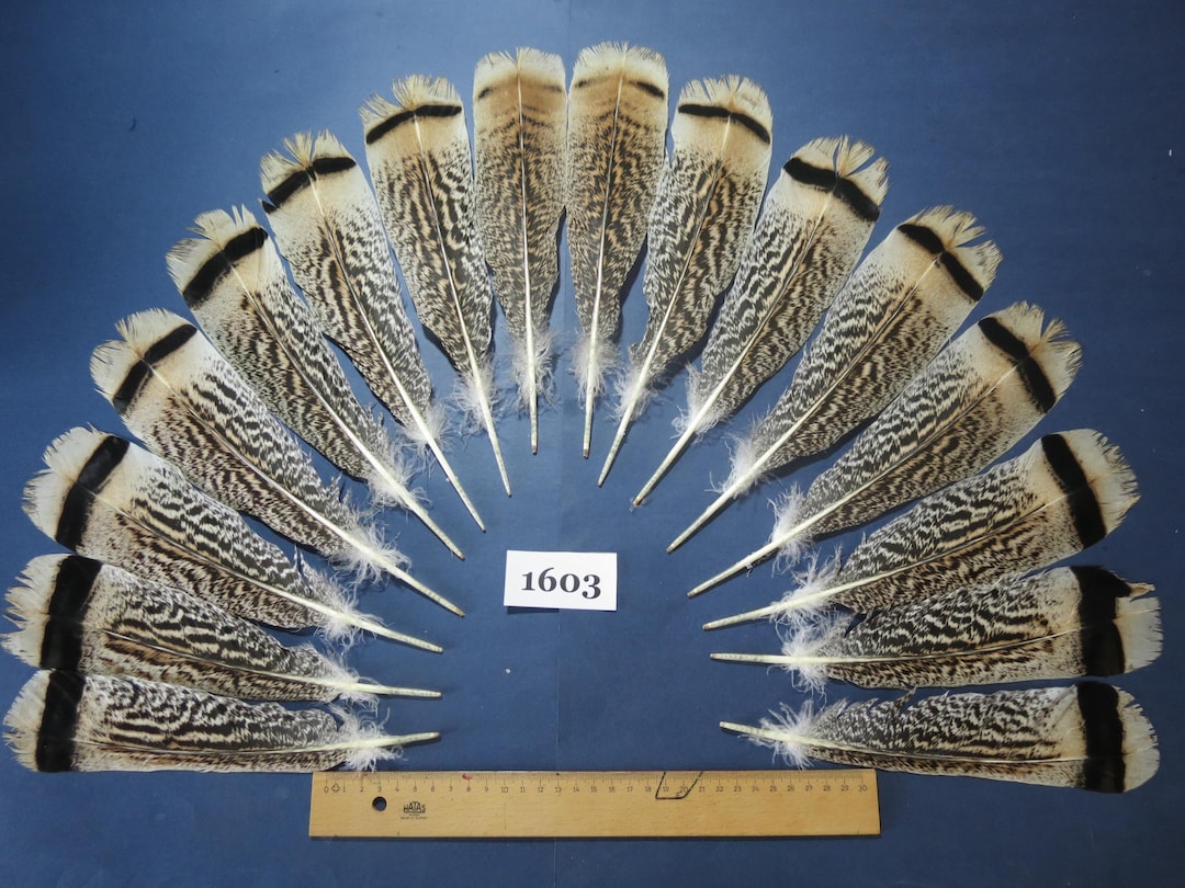 16 Pcs. Turkey Tail Feathers,real Long Feathers,natural Feathers, Wild ...