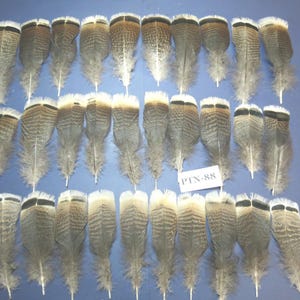 Turkey Feathers, 30 Pcs. Small Feathers,tail Feathers,fly Tying ...