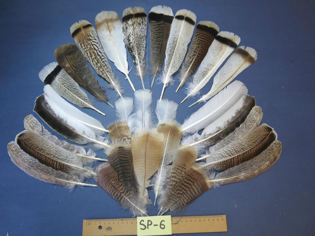 30 Pcs. Assorted Turkey Feathers, Tail Feathers, Wing Feathers, Small ...