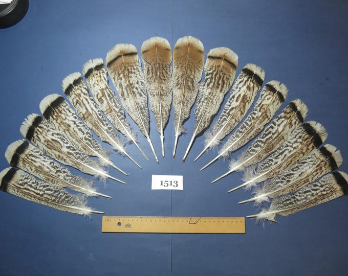 16 Pcs. Turkey Tail Feathers,real Long Feathers,natural Feathers, Wild ...