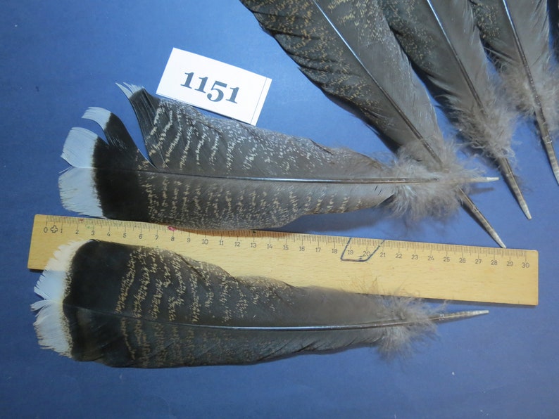 30 Pcs Turkey Tail Feathers Fly Tying Materials Rare Feathers Indian Native Antique Feathers