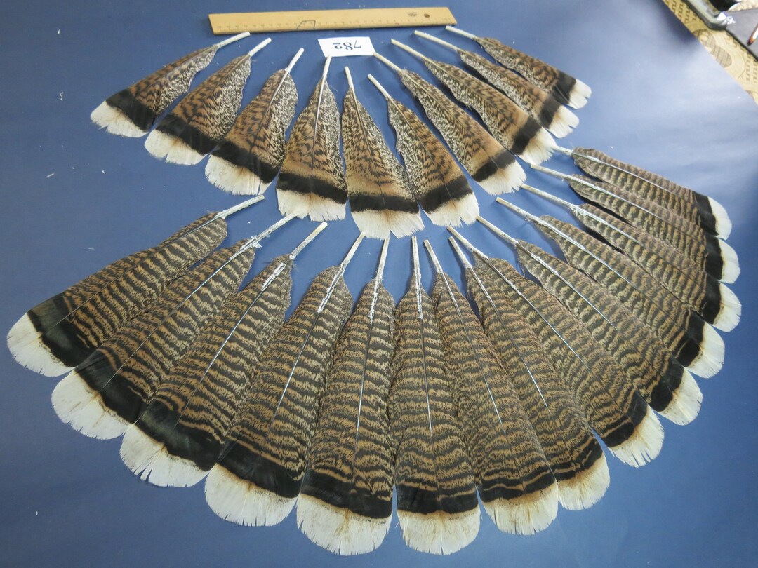 White Feathers 24pcs. Turkey Feathers, Tail Feathers, Real Feathers ...