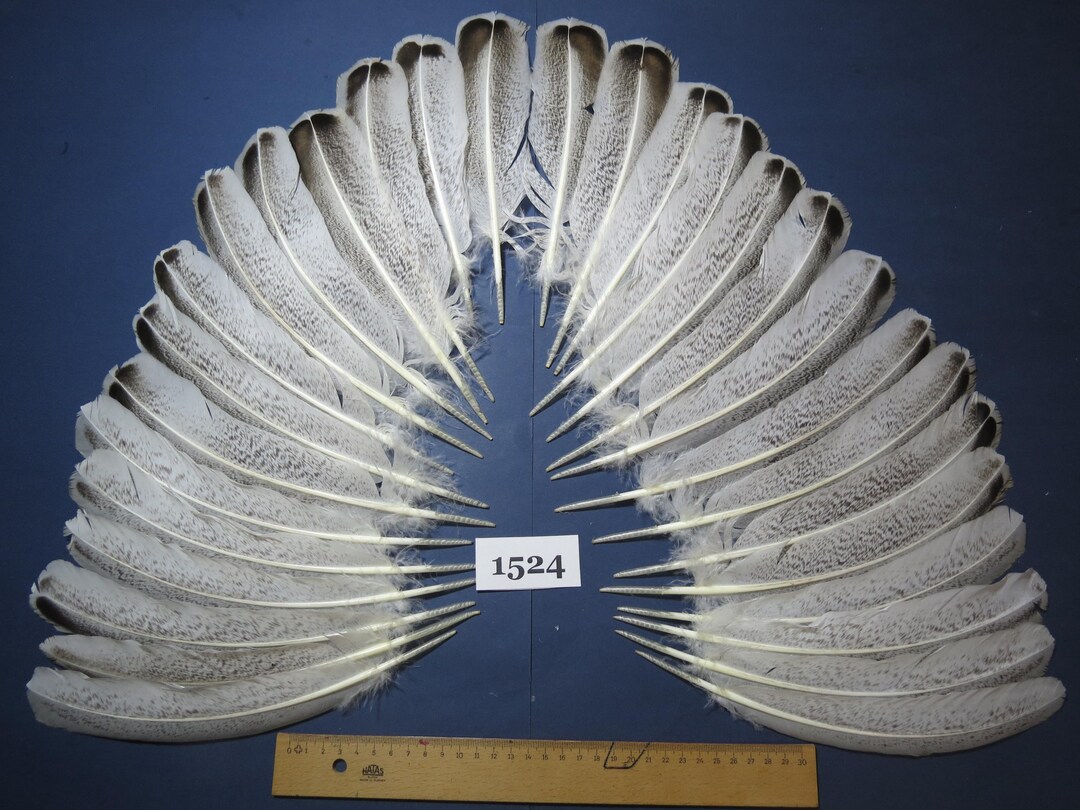 30 Pcs Amazing Turkey Wing Feathers, Fly Tying Materials, Long Feathers ...
