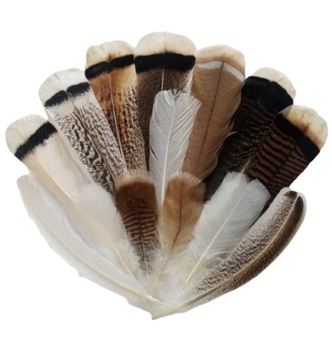 30 Pcs. Assorted Turkey Feathers, Tail Feathers, Wing Feathers, Small ...