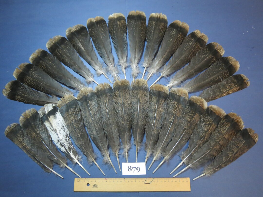 28 Pcs Turkey Tail Feathers Fly Tying Saltwater Fishhat - Etsy